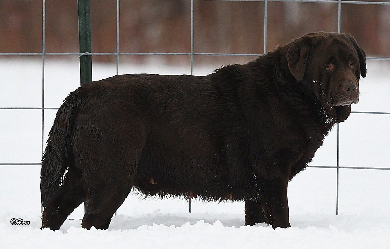 Riorock's A Lesson in Leavin' (DOTTIE) CHOCOLATE LABRADOR