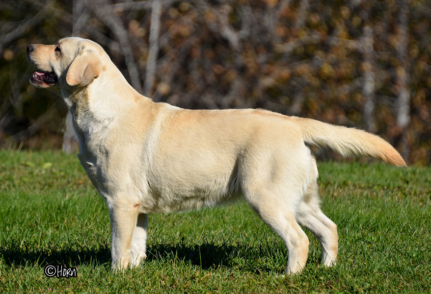 Riorock Labradors Pink & Wade Litter Puppies