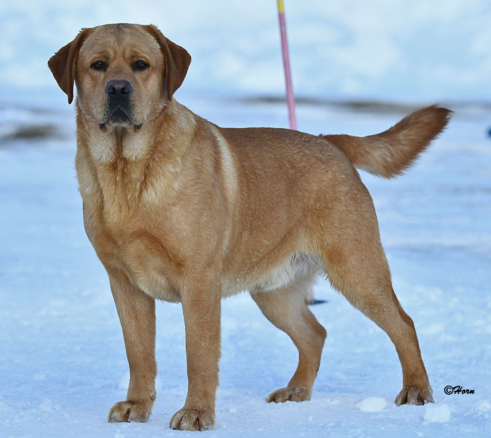 BLACKFORK'S CAN'T TURN YOU DOWN (Rebel) YELLOW LABRADOR