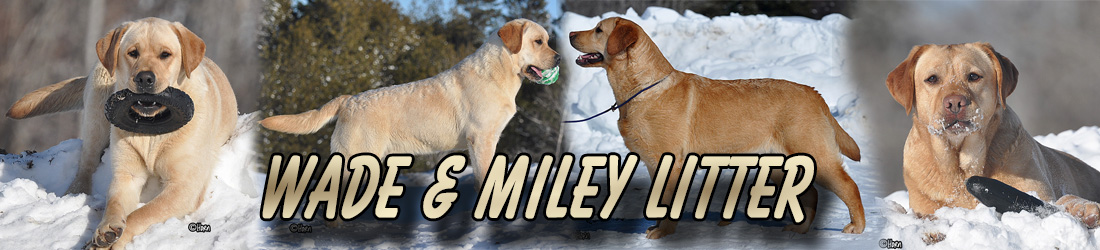 Riorock Labradors Pink & Wade Litter Puppies